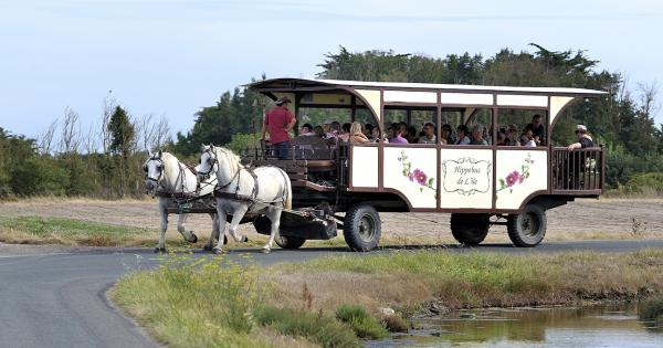 Balade en calèche île de Noirmoutier - Hippobus de l'île